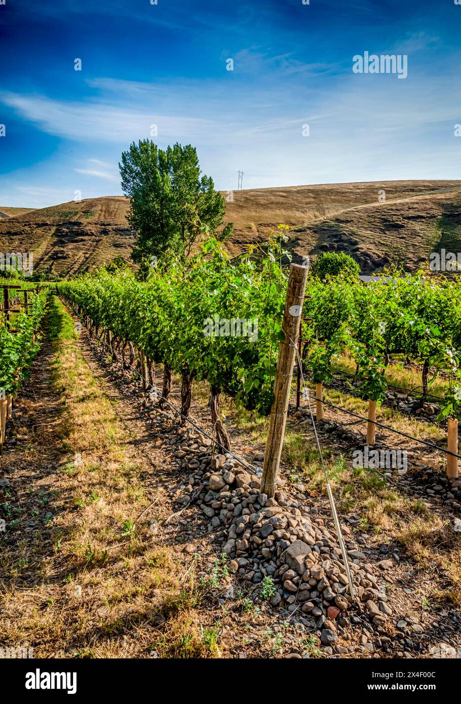 USA, Oregon, Milton-Freewater. Signature river rocks dot the Resurgent ...