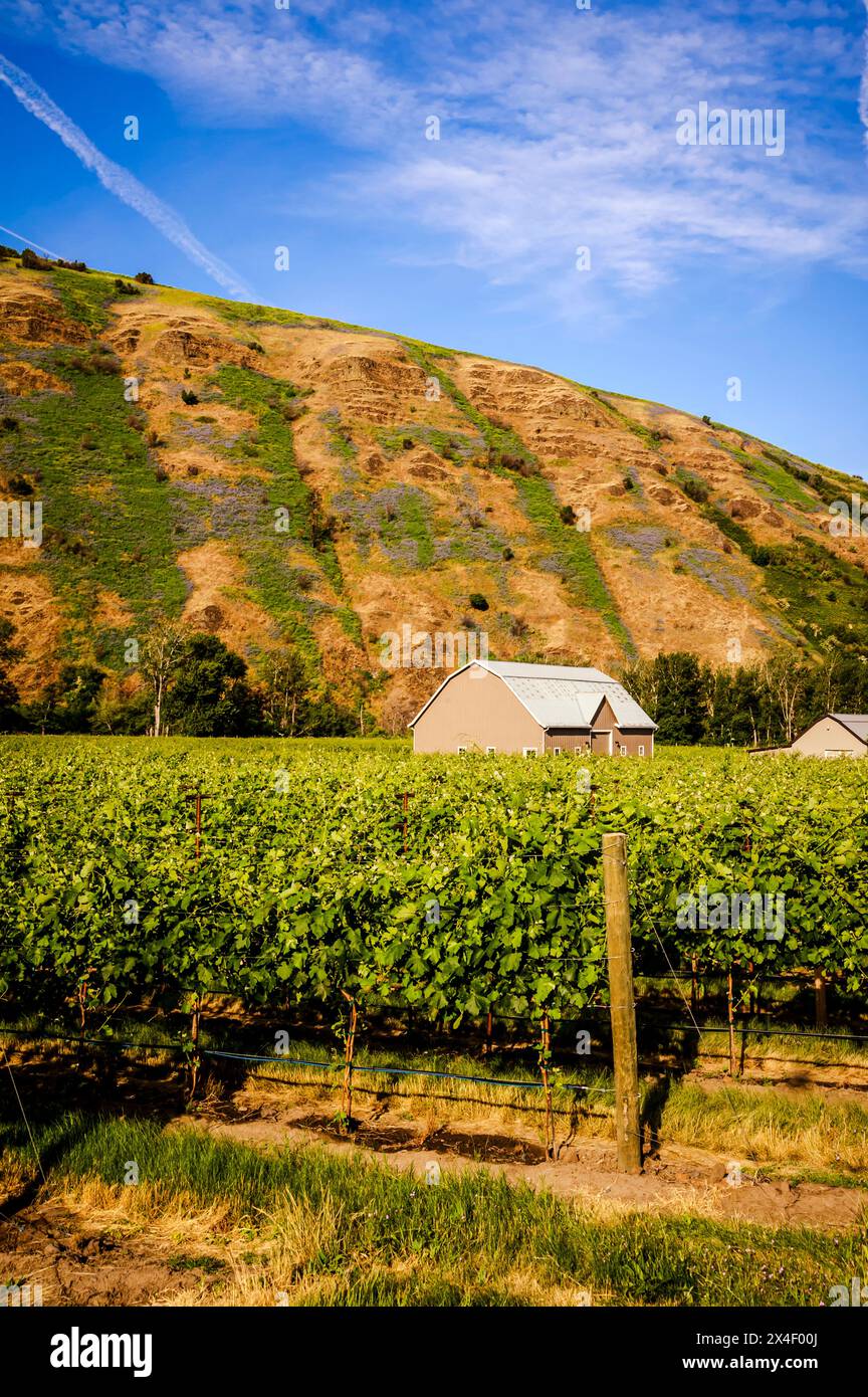 USA, Oregon, Milton-Freewater. Nestled at the foot of the Blue ...