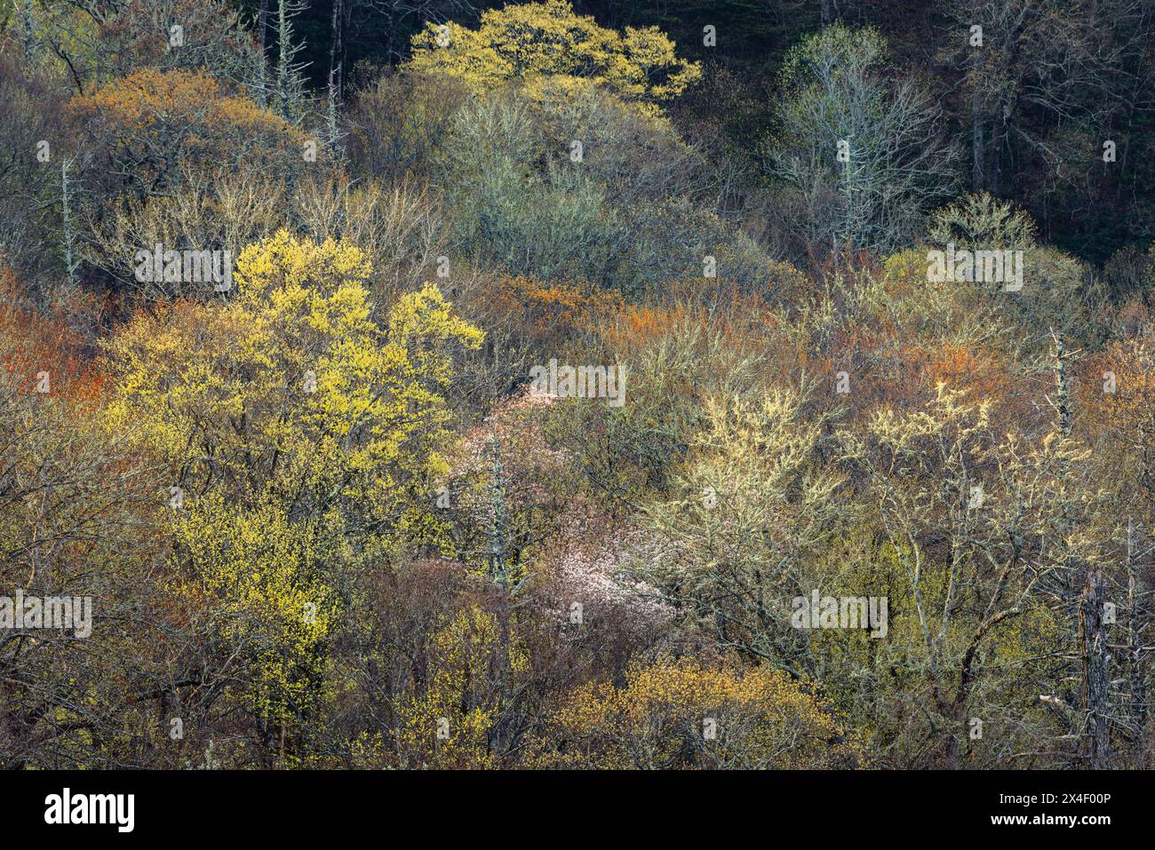 Mountain slope of spring trees in full blossom, Great Smoky Mountains ...