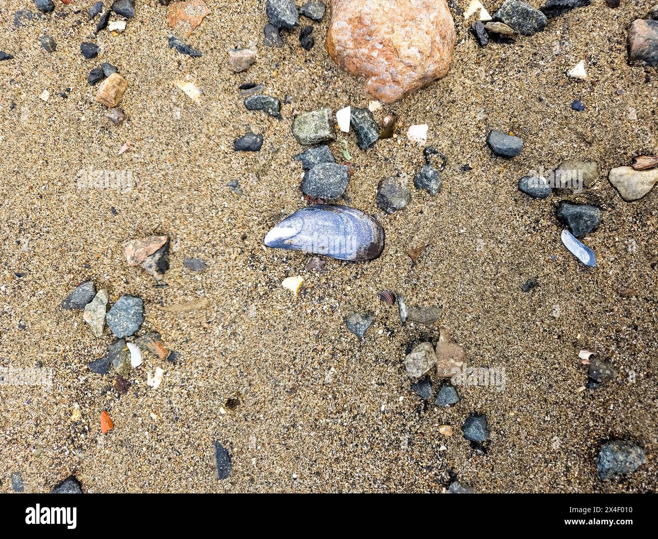 Sea shells on a sandy beach background Stock Photo - Alamy