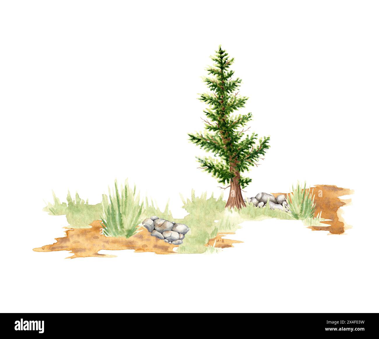 Green spruce on the lawn natural landscape element watercolor ...