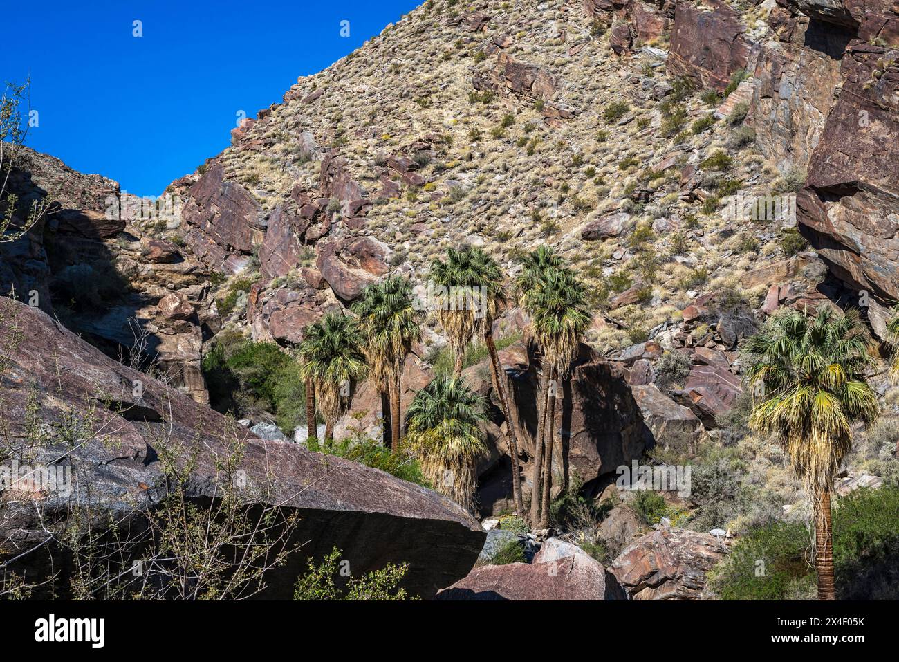 Beautiful outdoor scenery at Indian Canyons. Palm Springs, California ...