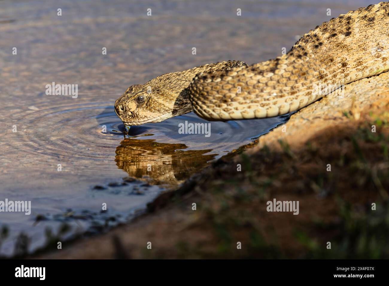 Western diamondback rattlesnake or Texas diamond-back, Rio Grande ...