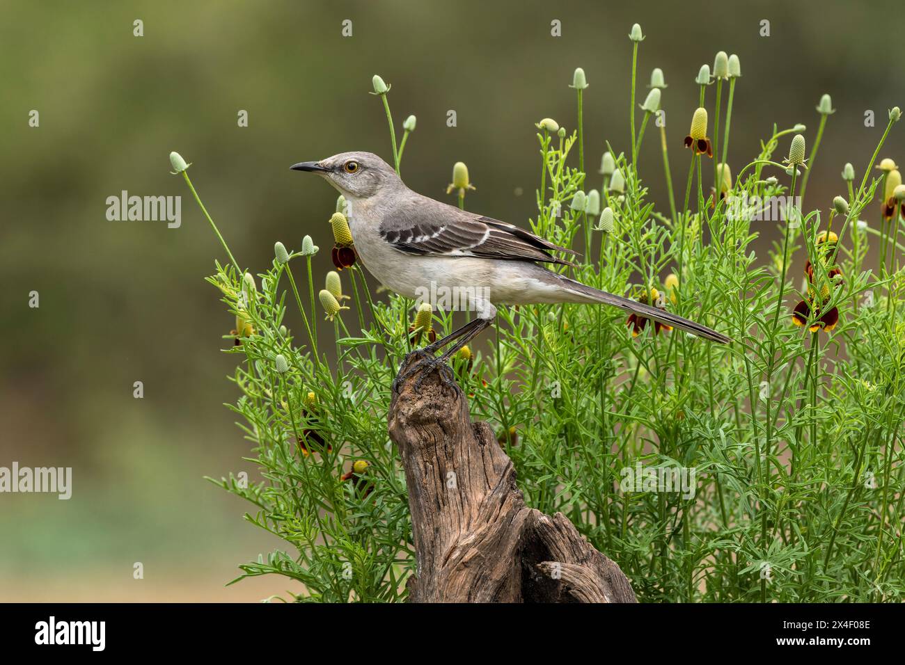 Northern mockingbird, Rio Grande Valley, Texas Stock Photo - Alamy