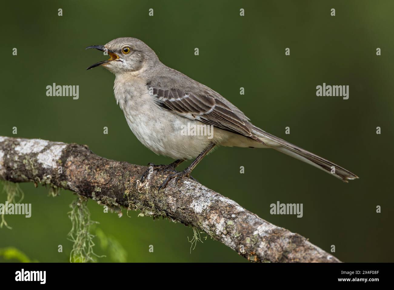 Northern mockingbird, singing, Rio Grande Valley, Texas Stock Photo - Alamy