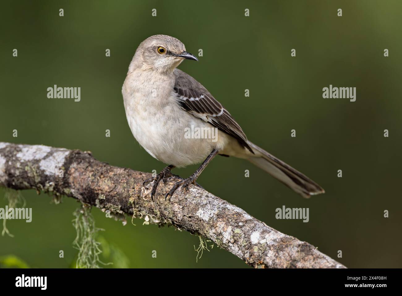 Northern mockingbird, Rio Grande Valley, Texas Stock Photo - Alamy