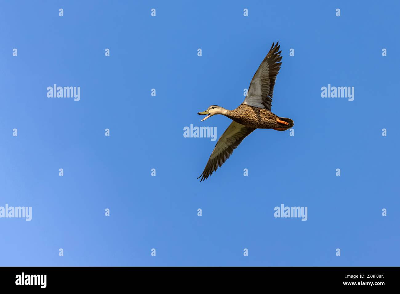 Female mallard duck in flight, South Padre Island, Texas Stock Photo ...