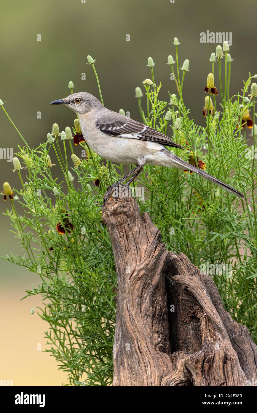 Northern mockingbird, Rio Grande Valley, Texas Stock Photo - Alamy