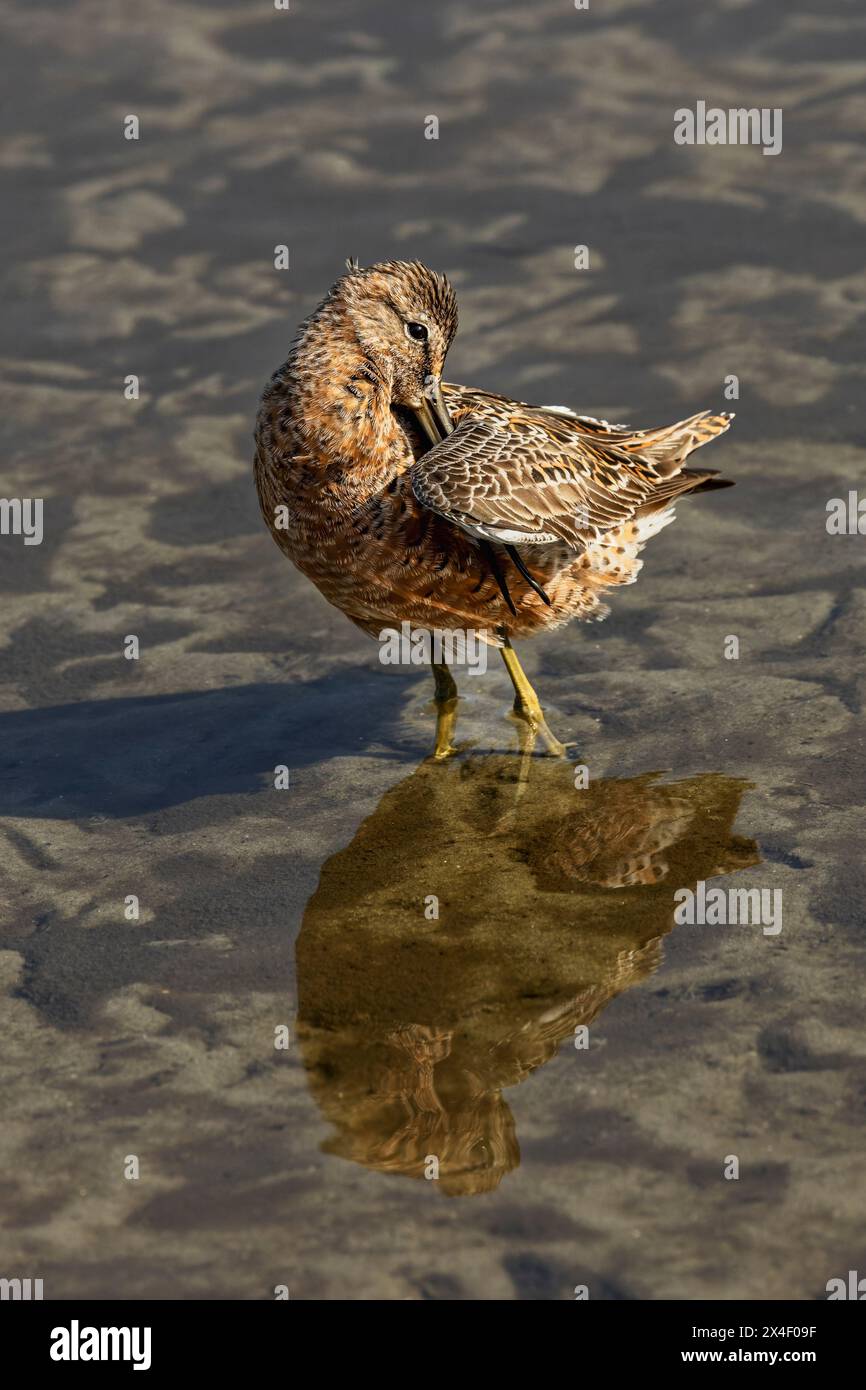 Short-billed dowitcher, South Padre Island, Texas Stock Photo - Alamy
