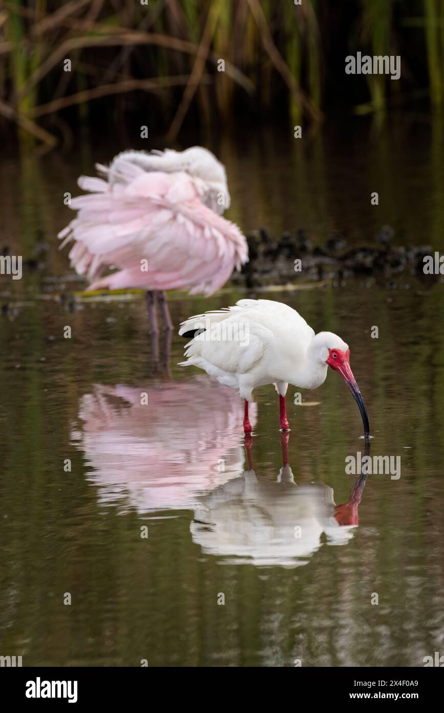 American white ibis, and Roseate spoonbill, preening South Padre Island ...