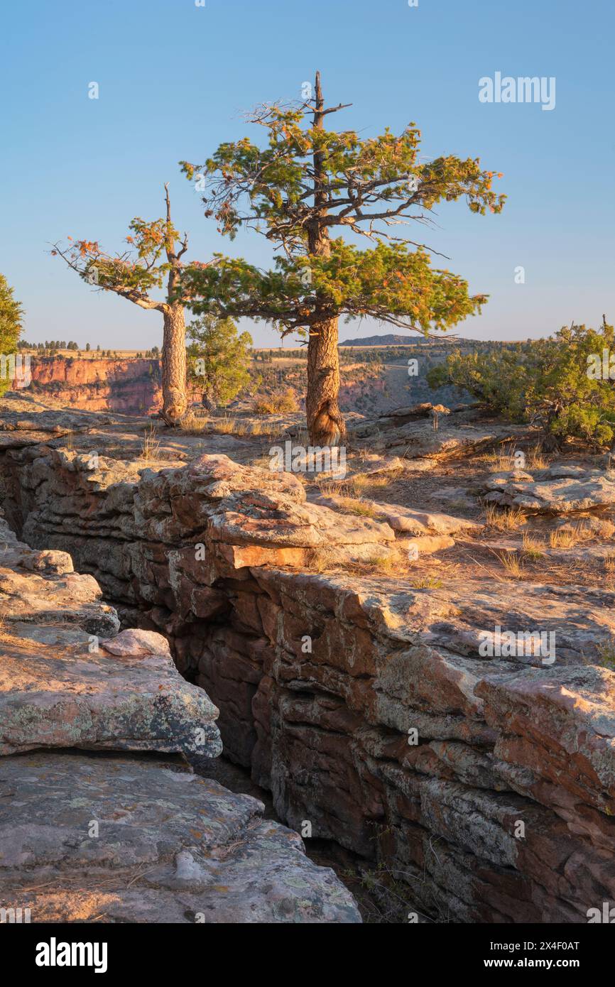 Pine tree on edge of Red Canyon, Flaming Gorge National Recreation Area ...