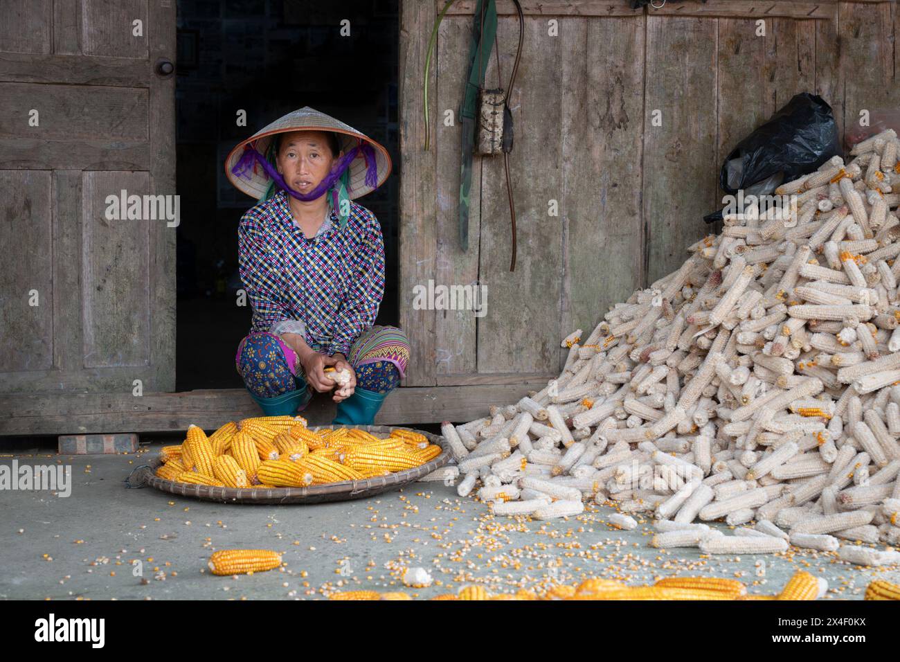Farmer manually shelling harvested corn hi-res stock photography and ...