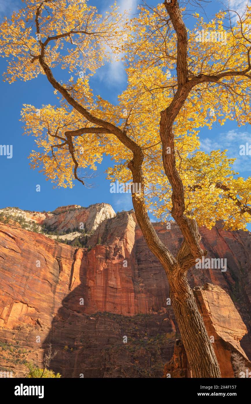 Cottonwood tree in fall color, Zion National Park, Utah Stock Photo - Alamy