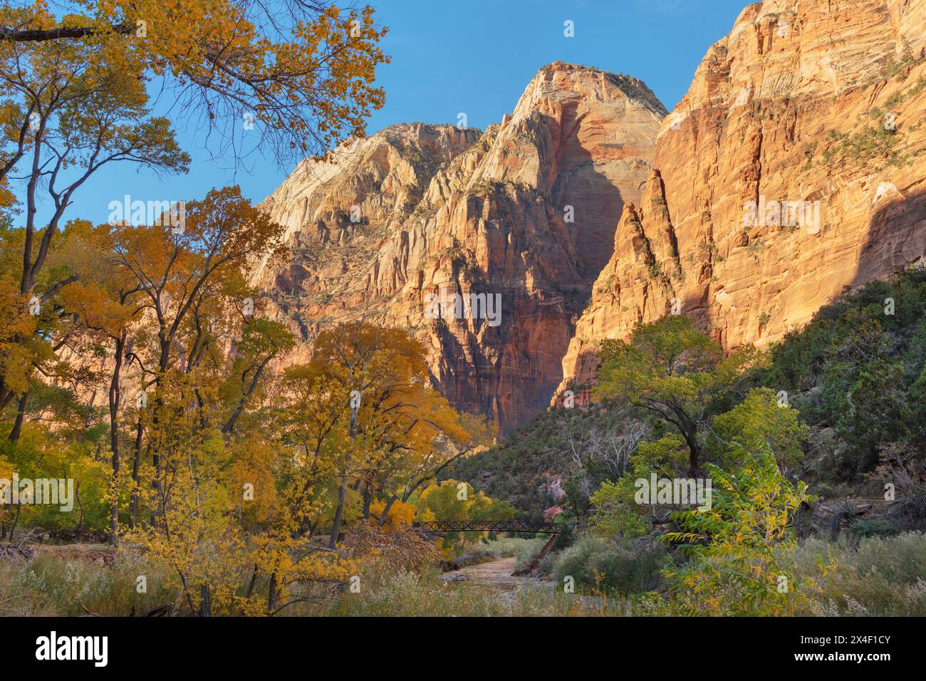 Grove of cottonwood trees in fall color, Zion National Park, Utah Stock ...