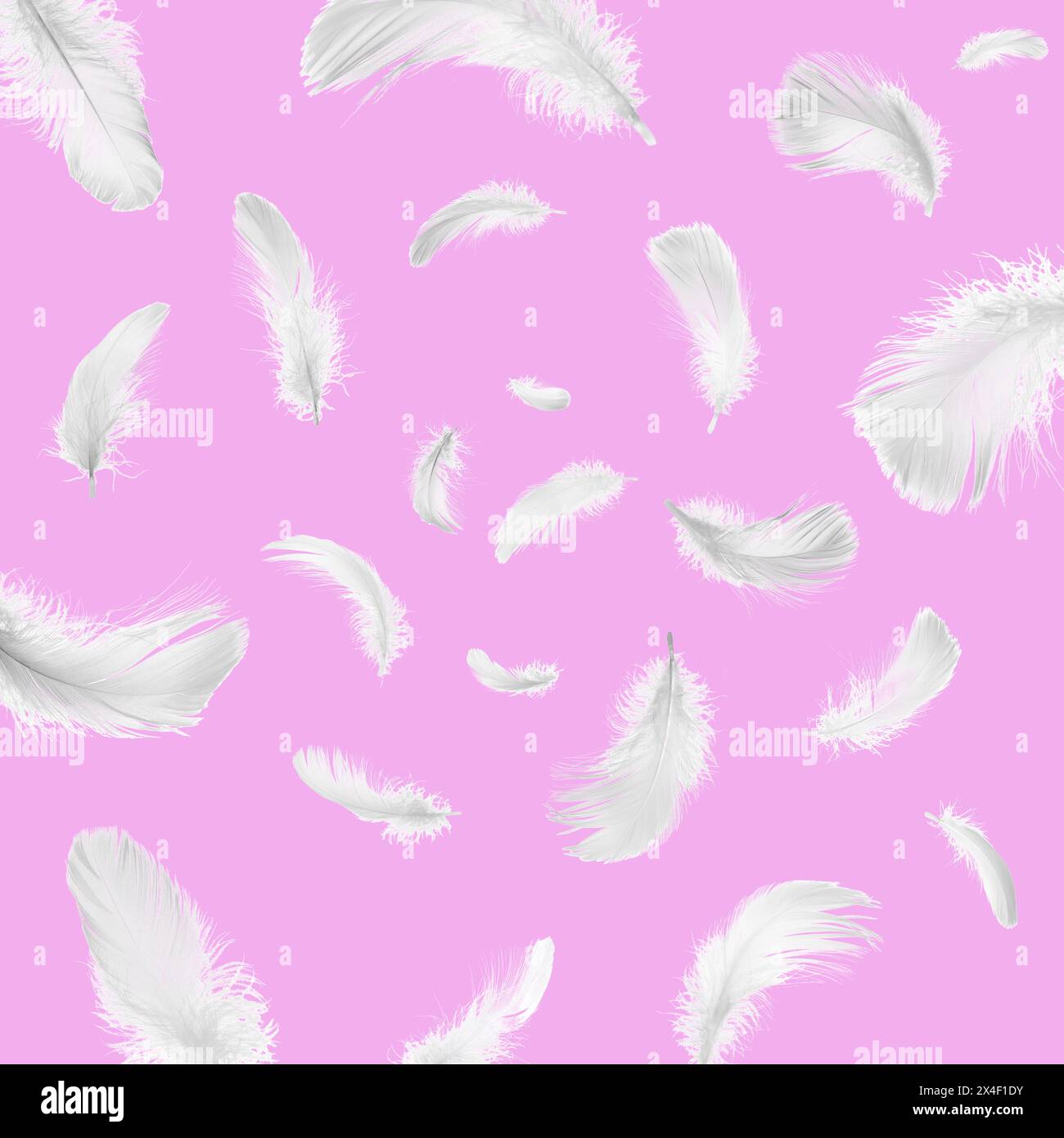 Fluffy bird feathers falling on pink background Stock Photo - Alamy