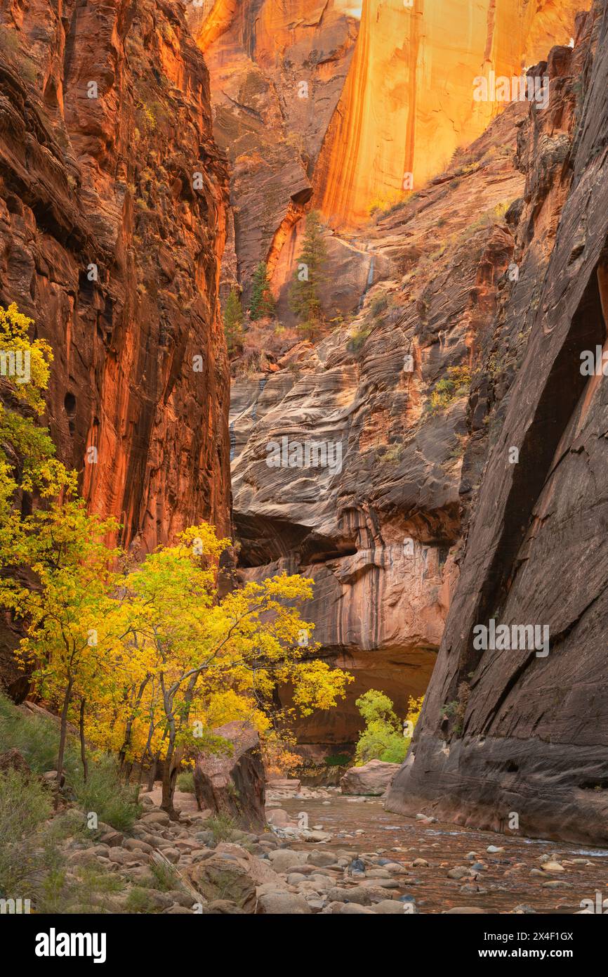 Fall color in Zion Canyon The Narrows, Zion National Park, Utah Stock ...