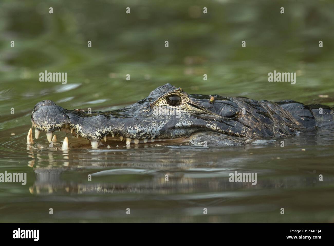 Brazil, Pantanal. Close-up of caiman in water. (Editorial Use Only ...
