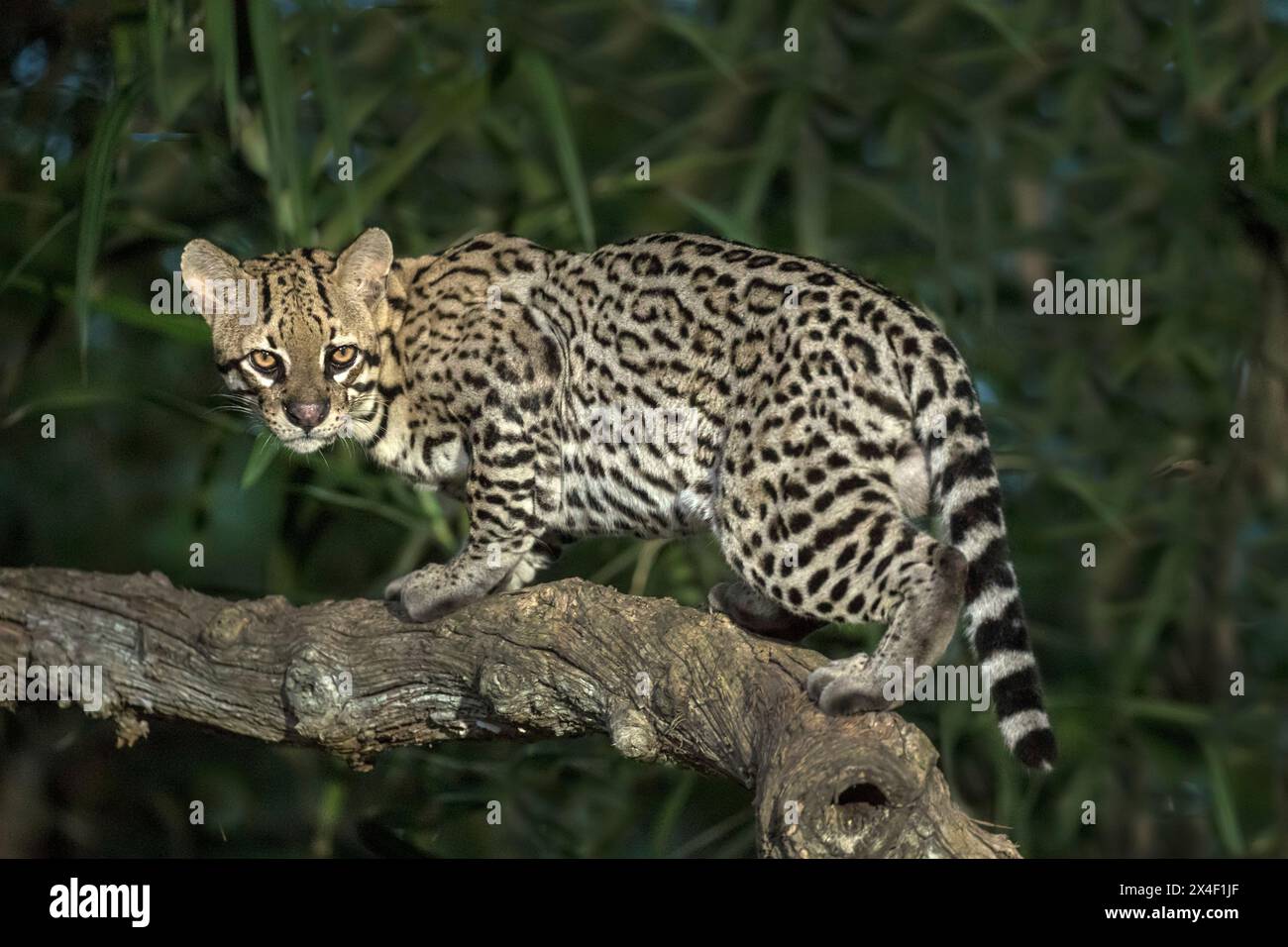 Brazil. Close-up of ocelot on tree limb. (Editorial Use Only Stock ...