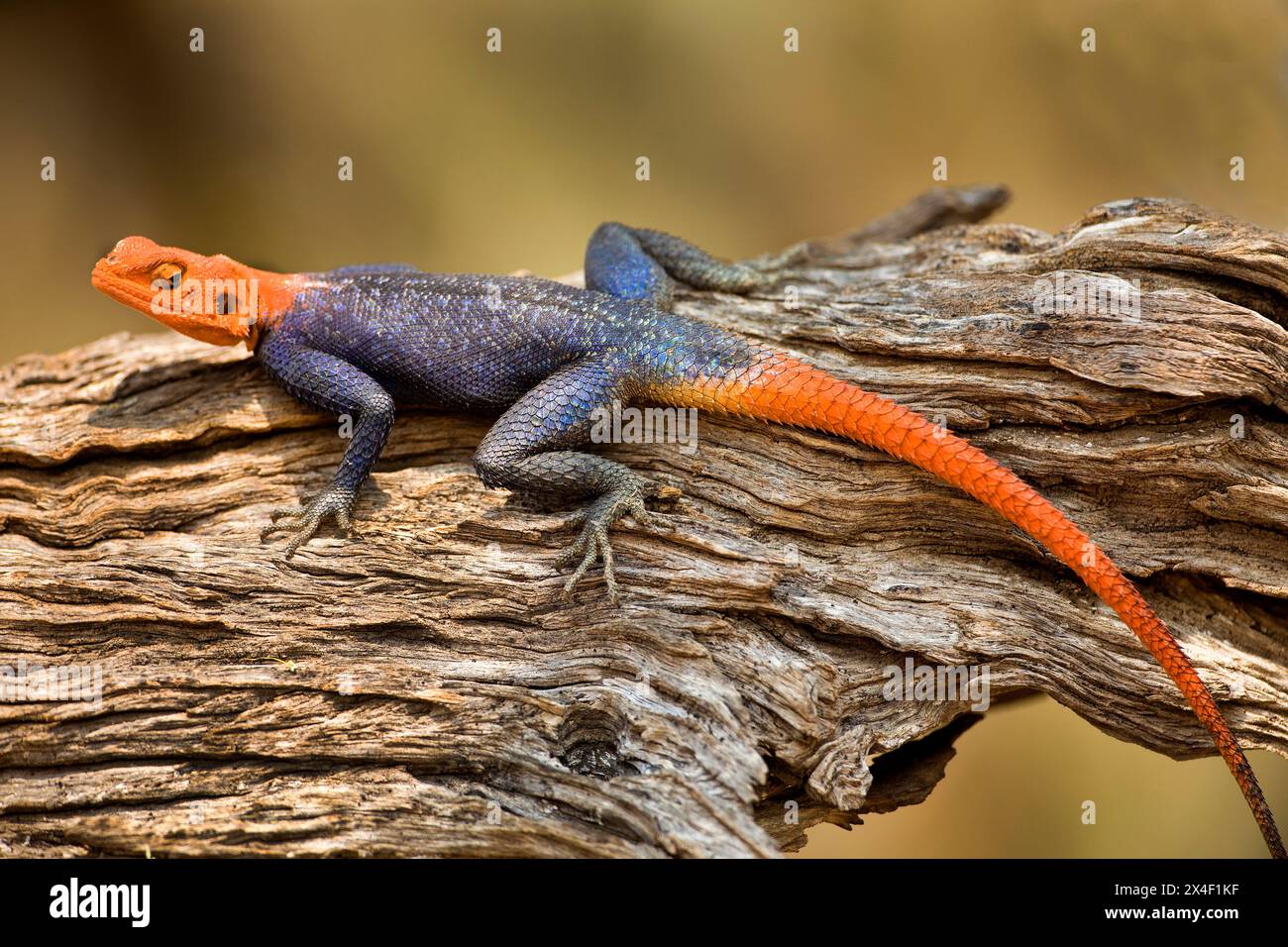 Lizard namibia hi-res stock photography and images - Alamy