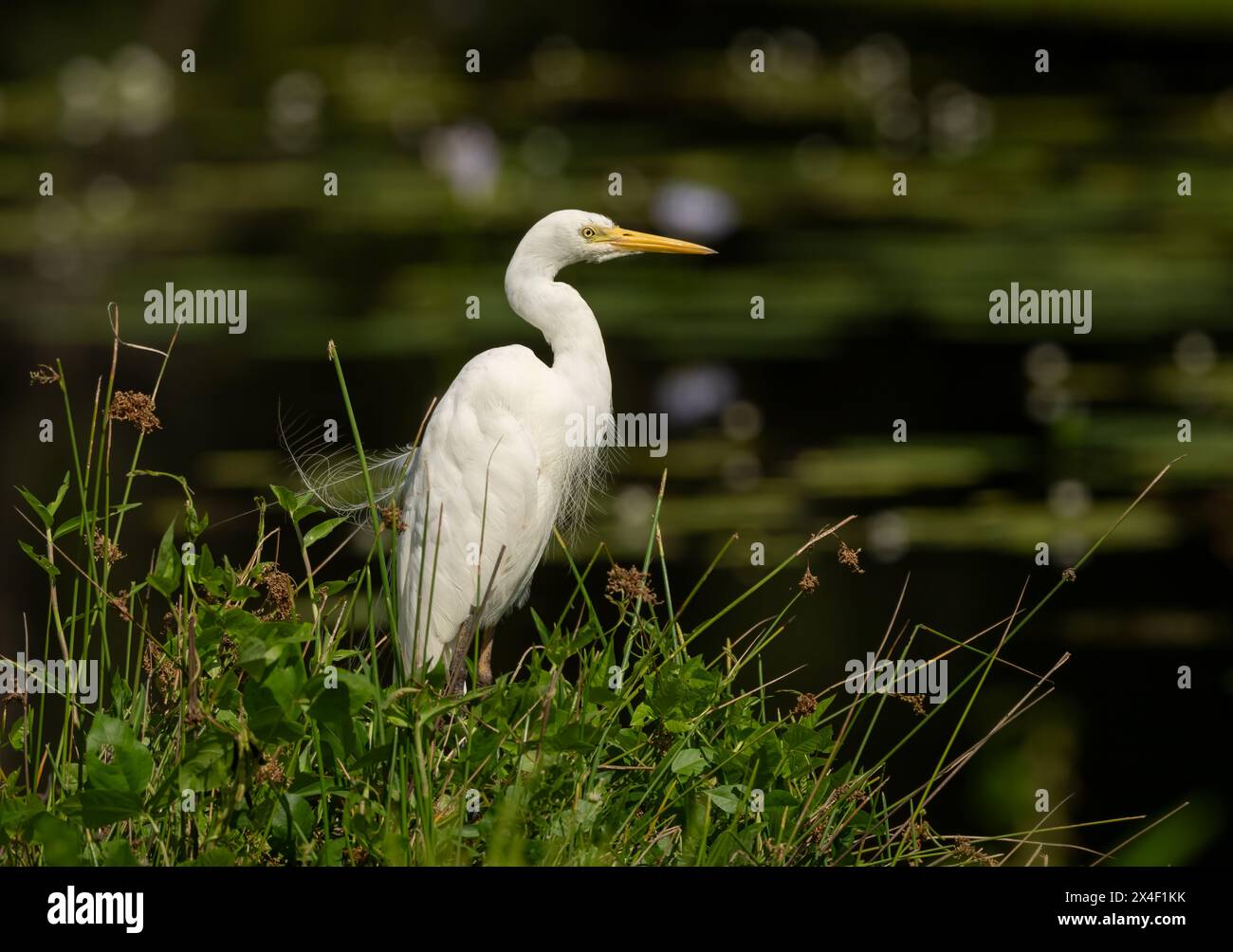 Eastern Great Egret (Ardea modesta ) is a rather graceful and elegant ...