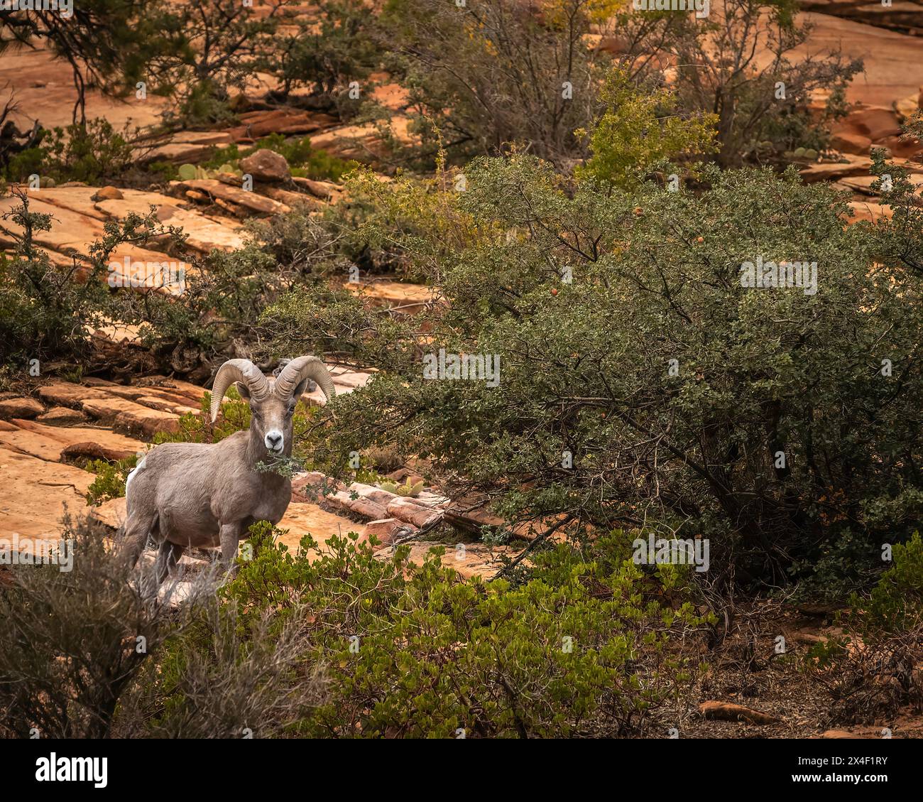 USA, Utah, Zion National Park. Male bighorn sheep and bushes Stock ...