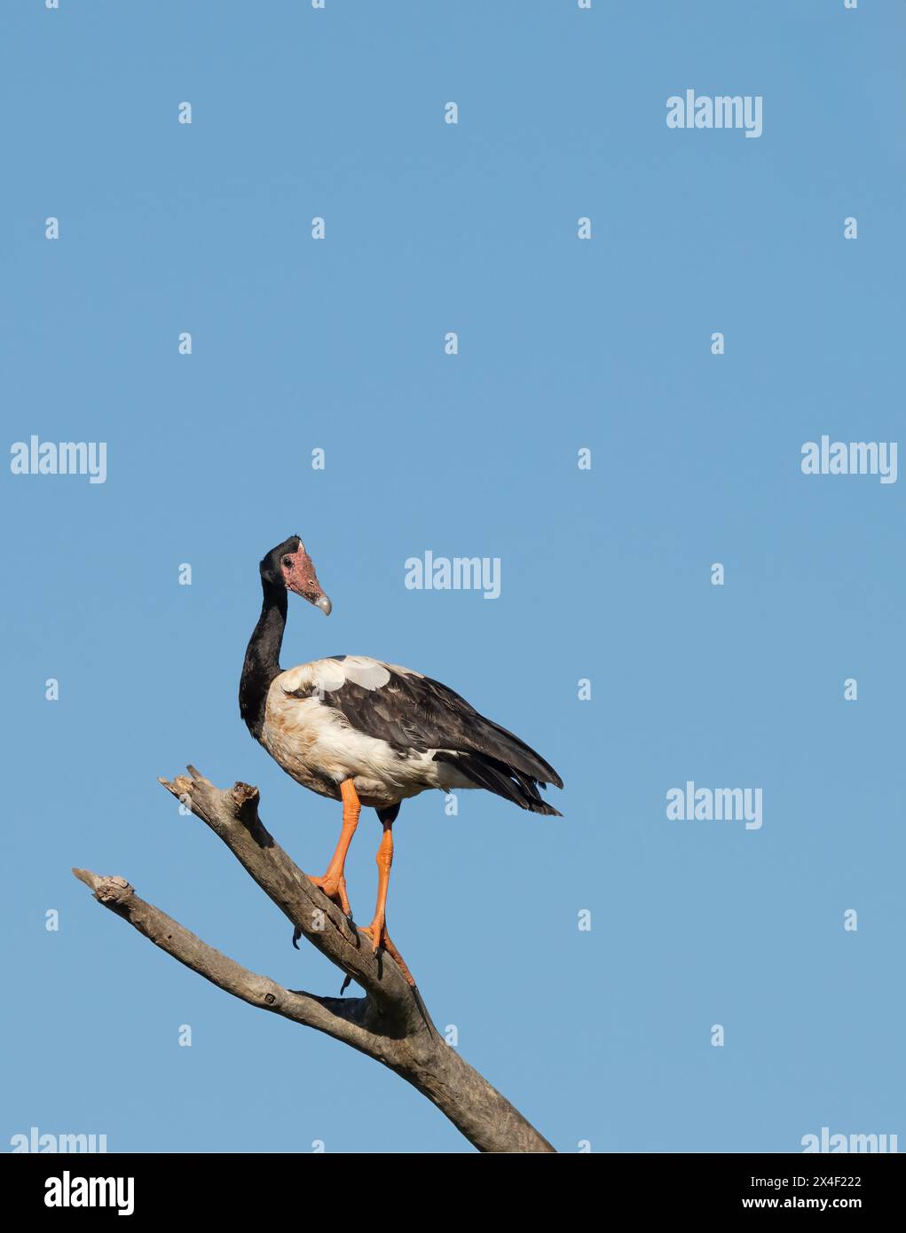magpie goose (anseranas semipalmata ) perching on dead tree with a ...