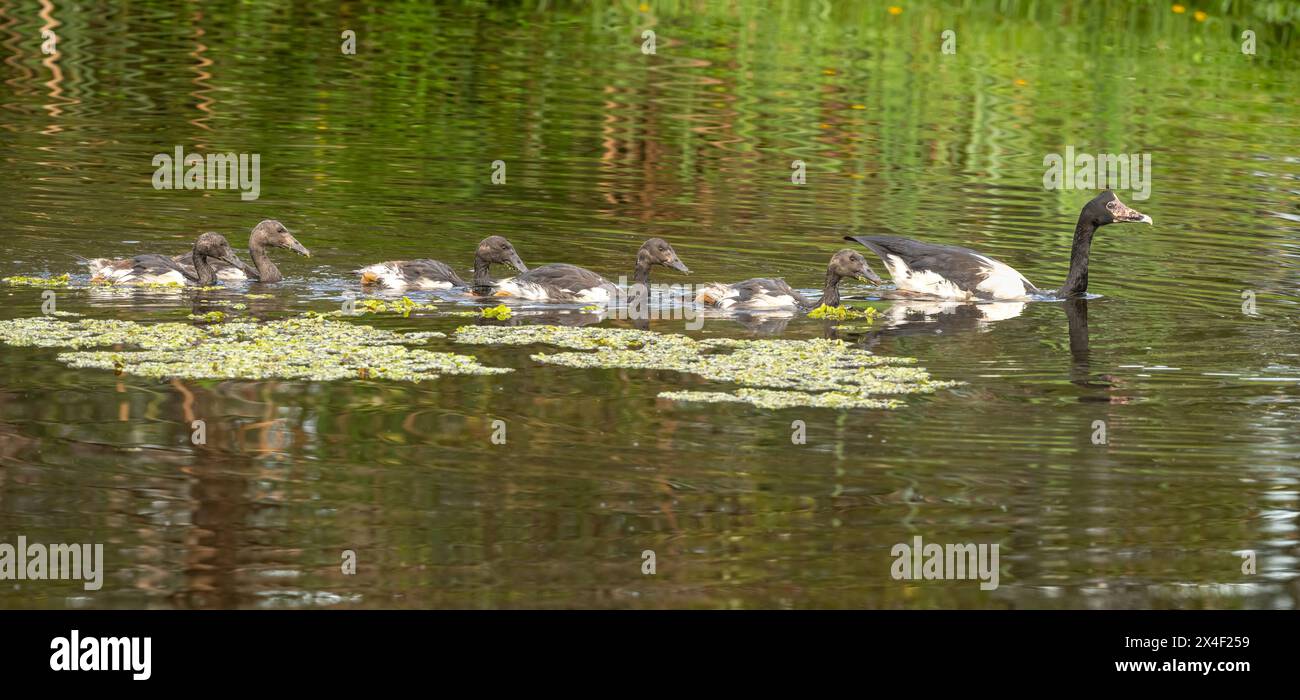 Magpie Goose (Anseranus semipalmata) young family of geese swimming in ...