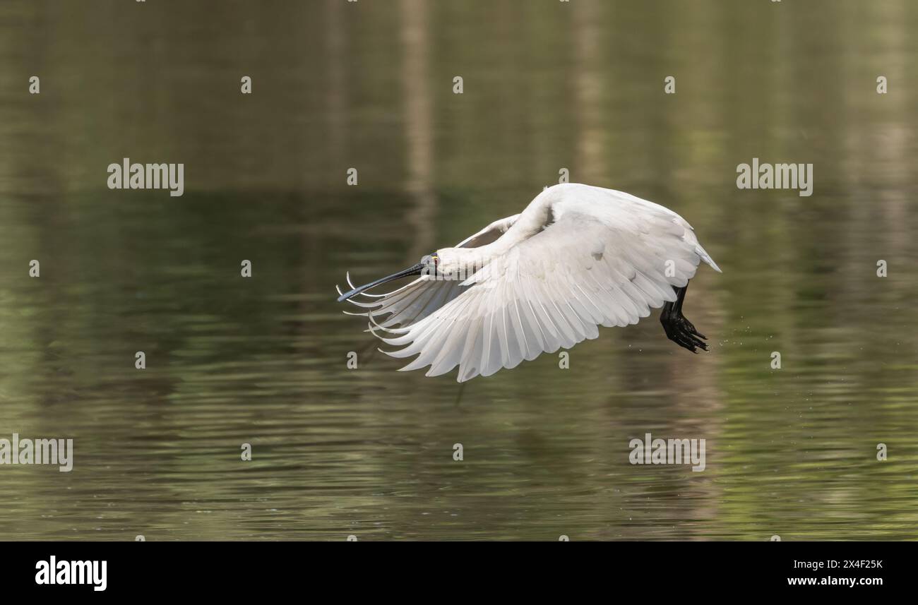 Royal Spoonbill ( Platalea regia) flying with its wings down and ...