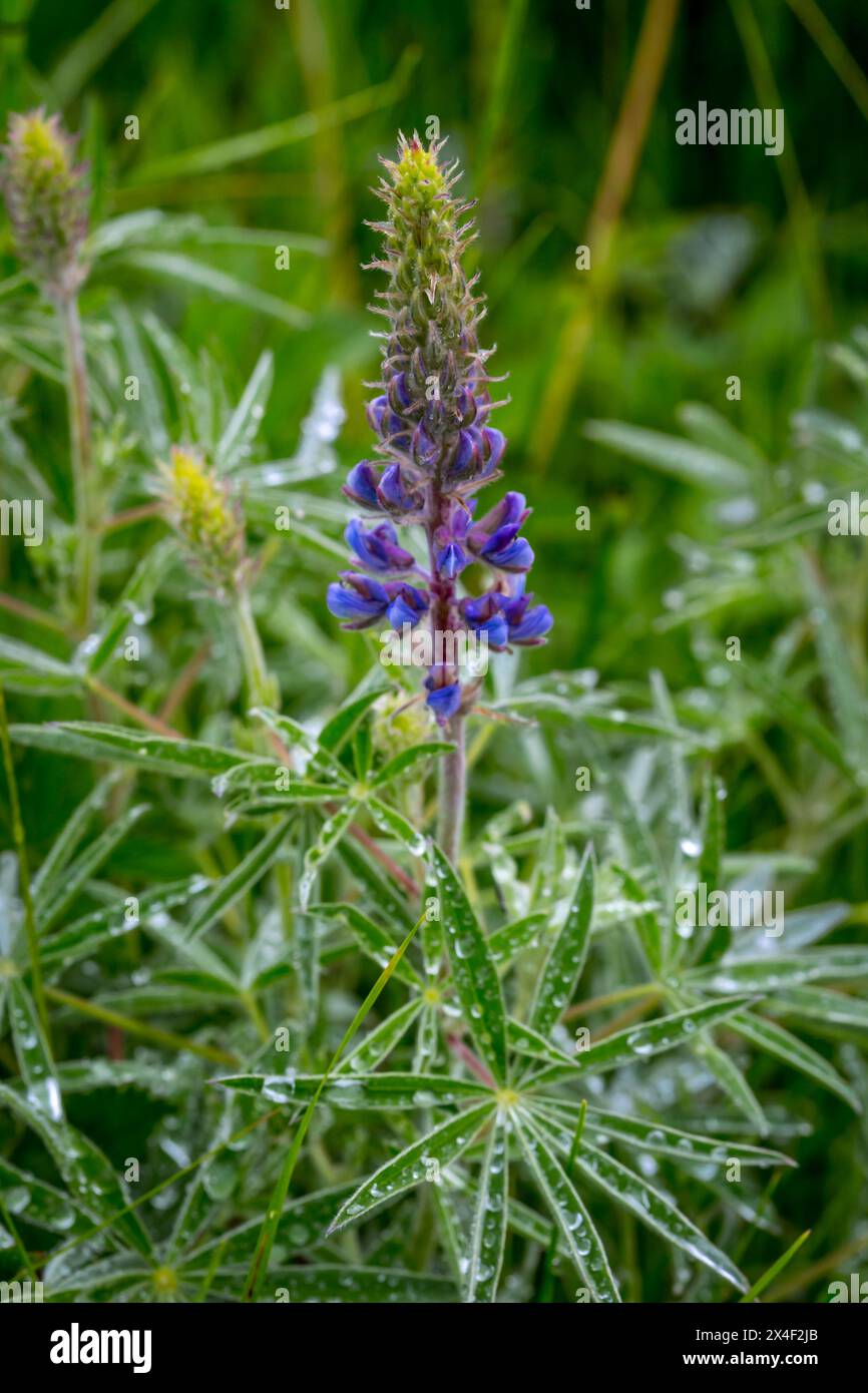Common lupine wildflower in Utah Stock Photo - Alamy