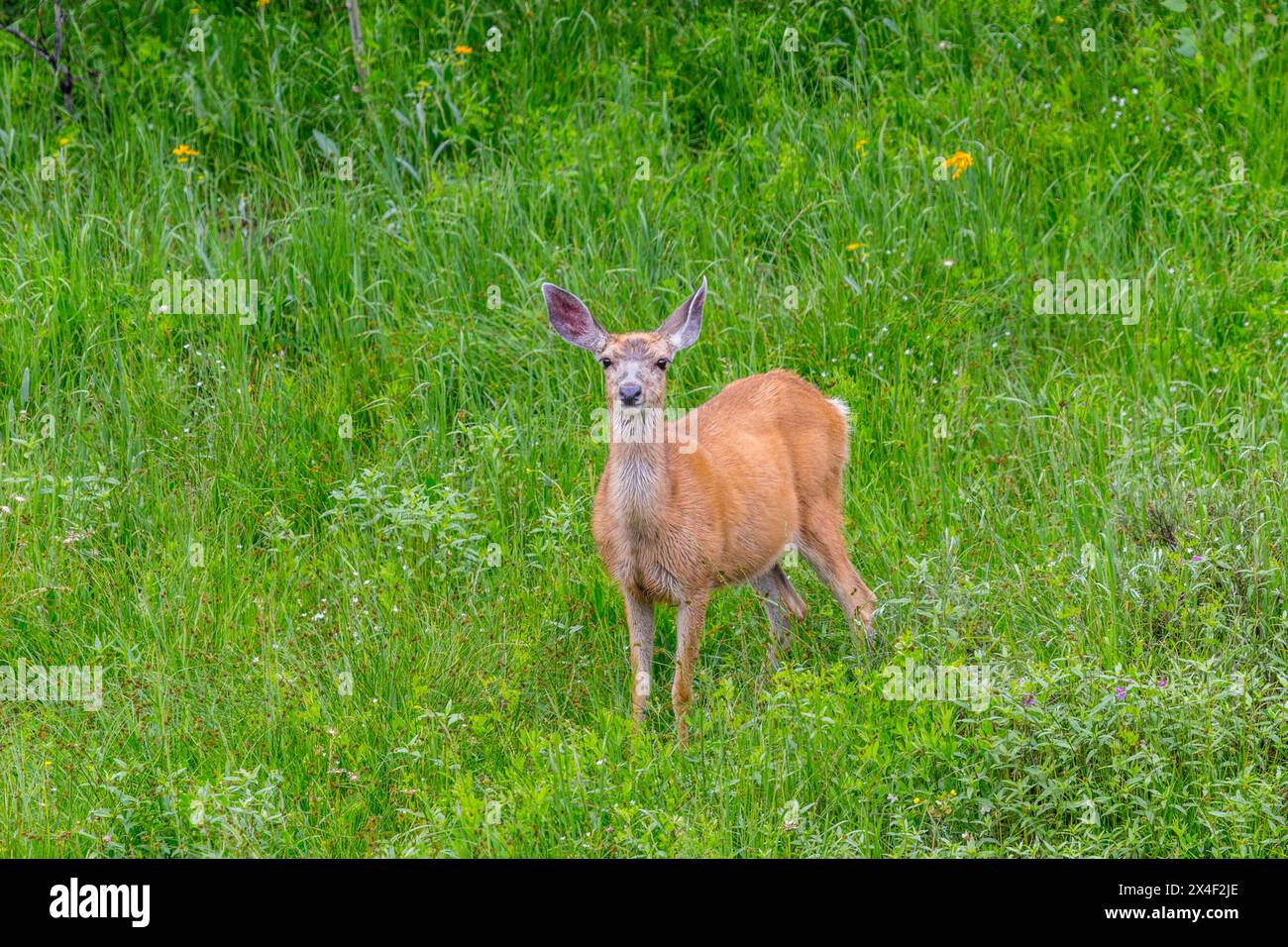 Fish Lake National Forest. A doe mule deer watches onlookers in Utah ...