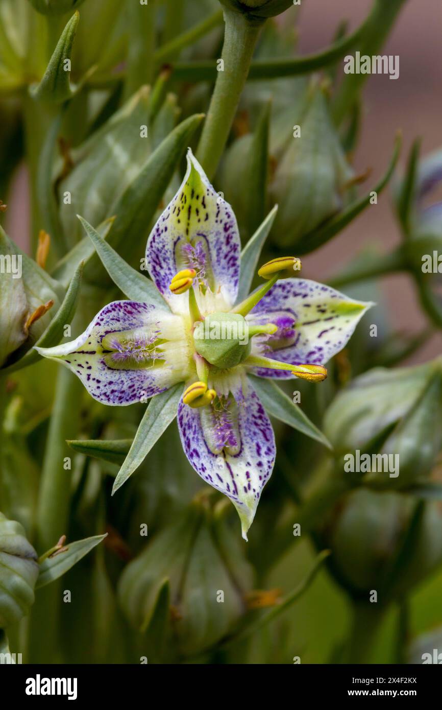 Green gentian wildflowers in Fish Lake National Forest Stock Photo - Alamy
