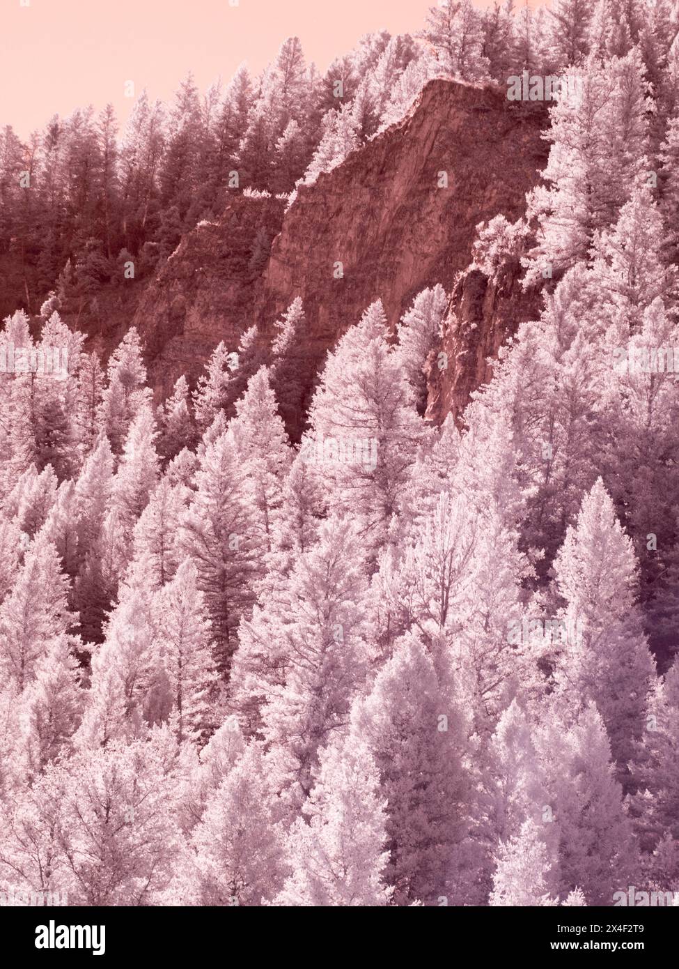 USA, Utah, Logan Pass. Autumn in infrared of fir trees and heavy ...