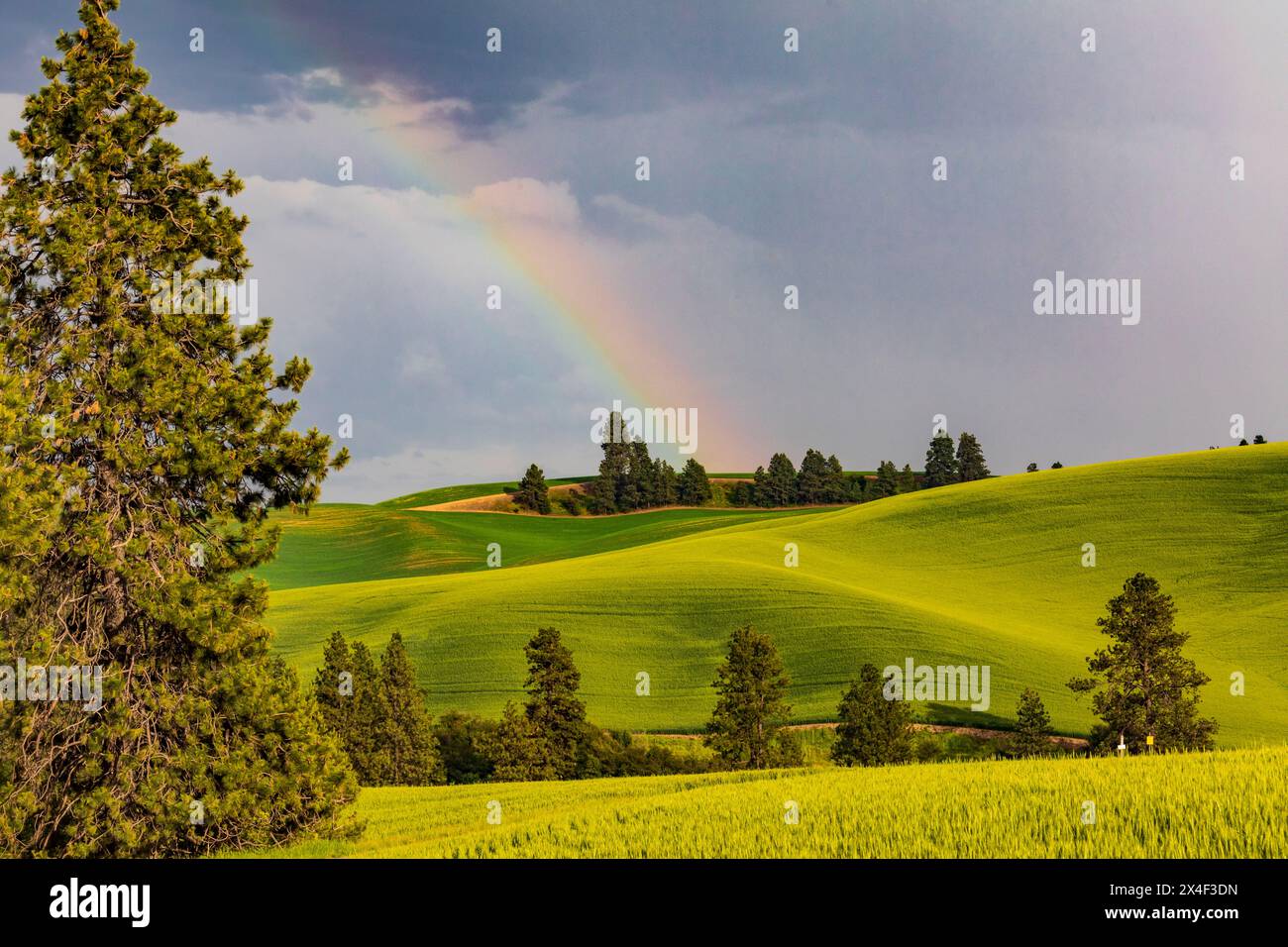 USA, Washington State, Palouse, Colfax. Green fields of wheat. Pine ...