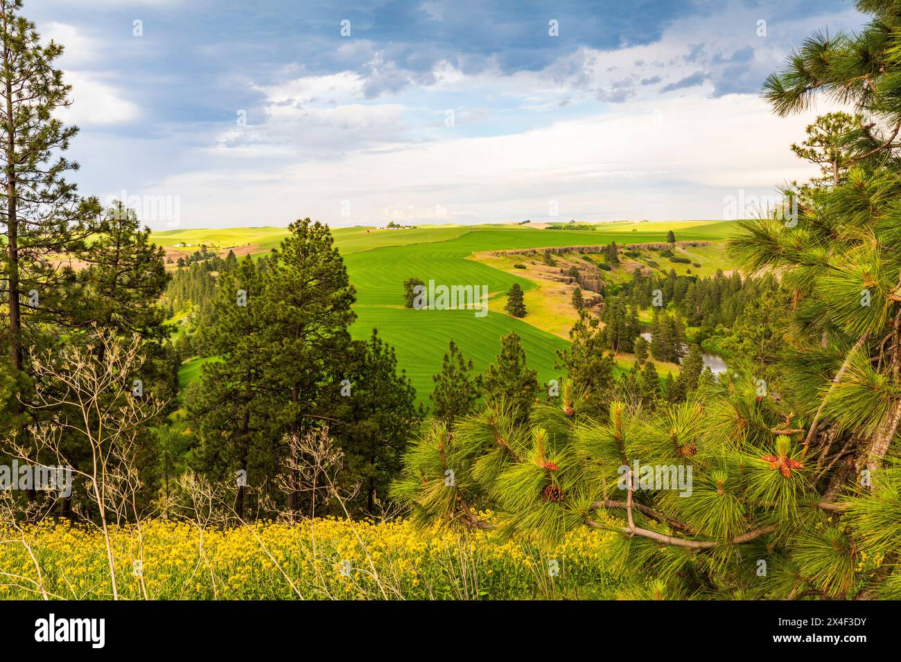USA, Washington State, Palouse, Colfax. Green fields of wheat. Pine ...