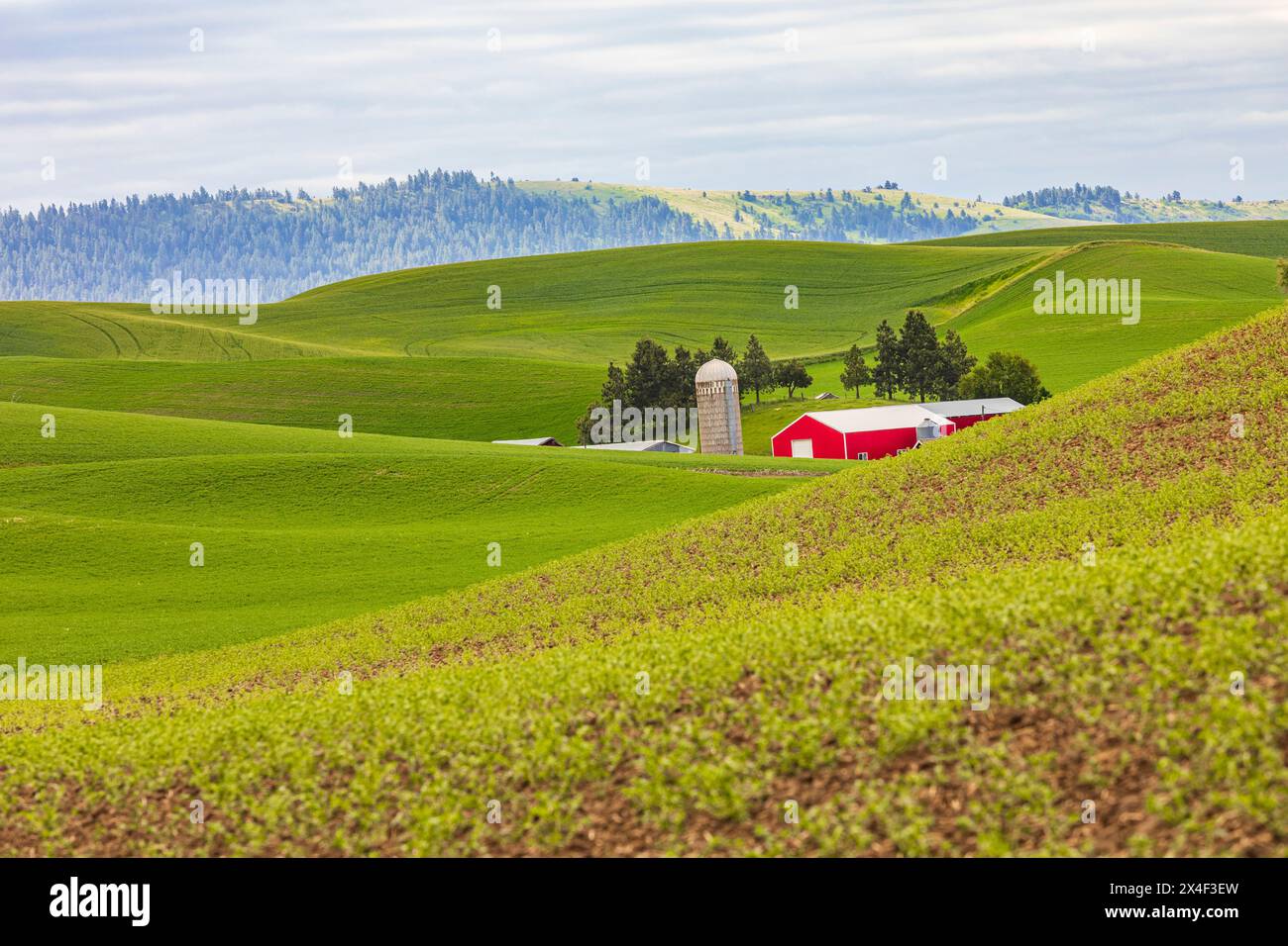USA, Washington State, Pullman, Palouse. Red barn, blue sky, white ...