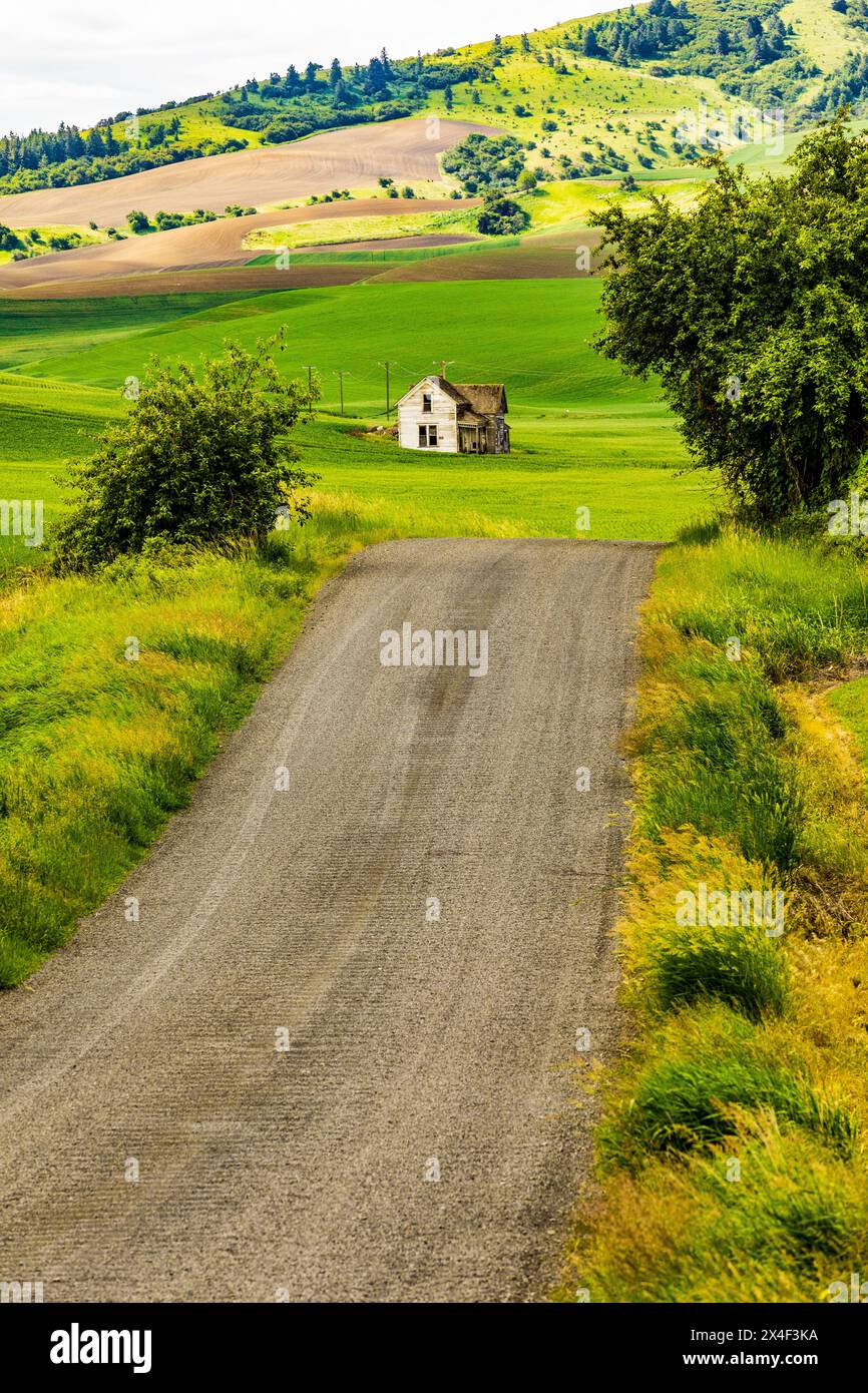 USA, Washington State, Palouse. Pullman. Green wheat fields with ...