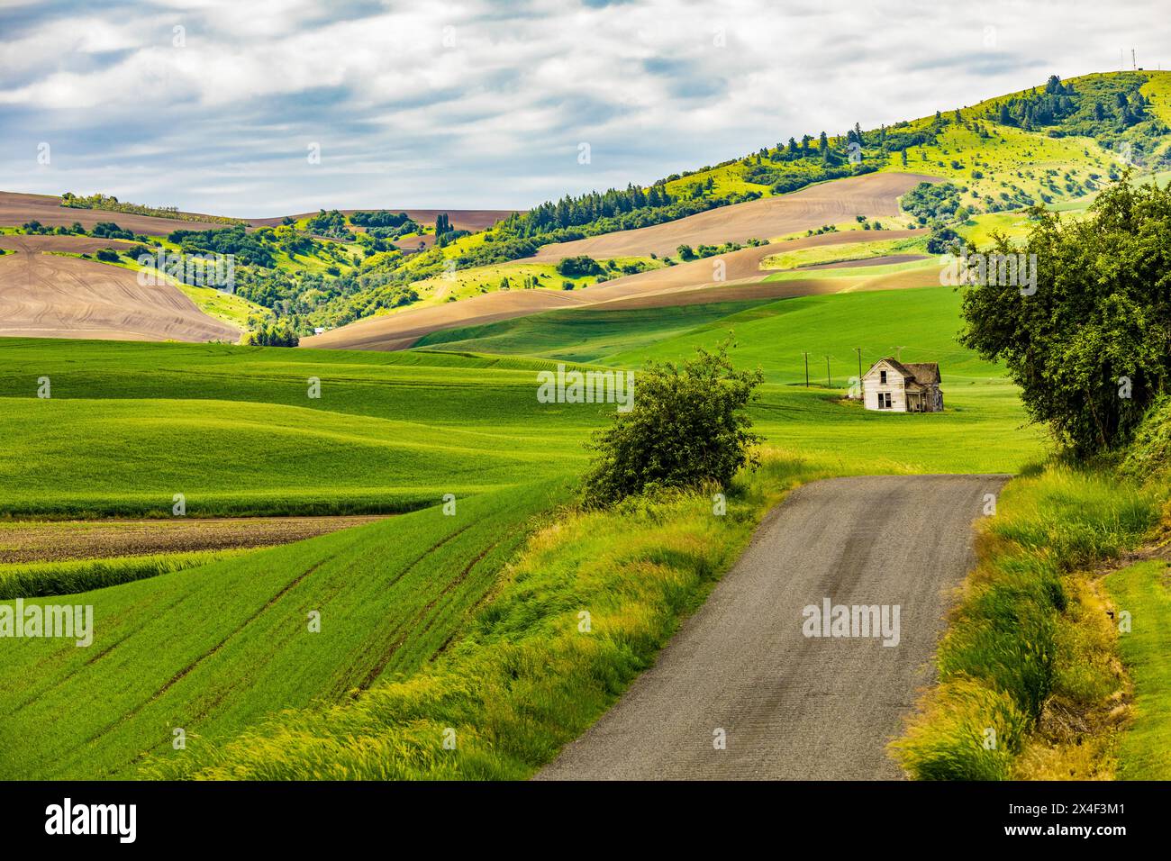 USA, Washington State, Palouse. Pullman. Green wheat fields with ...