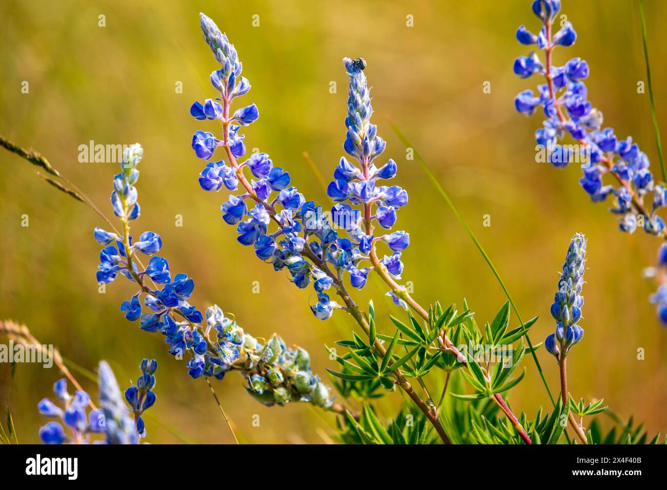 Usa washington state lupine hi-res stock photography and images - Alamy