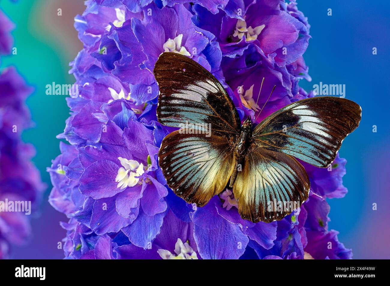 USA, Washington State, Issaquah. Butterfly on flowers Stock Photo - Alamy