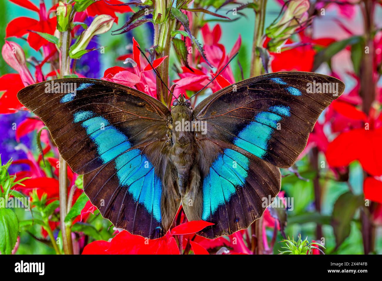 Washington state butterfly hi-res stock photography and images - Alamy