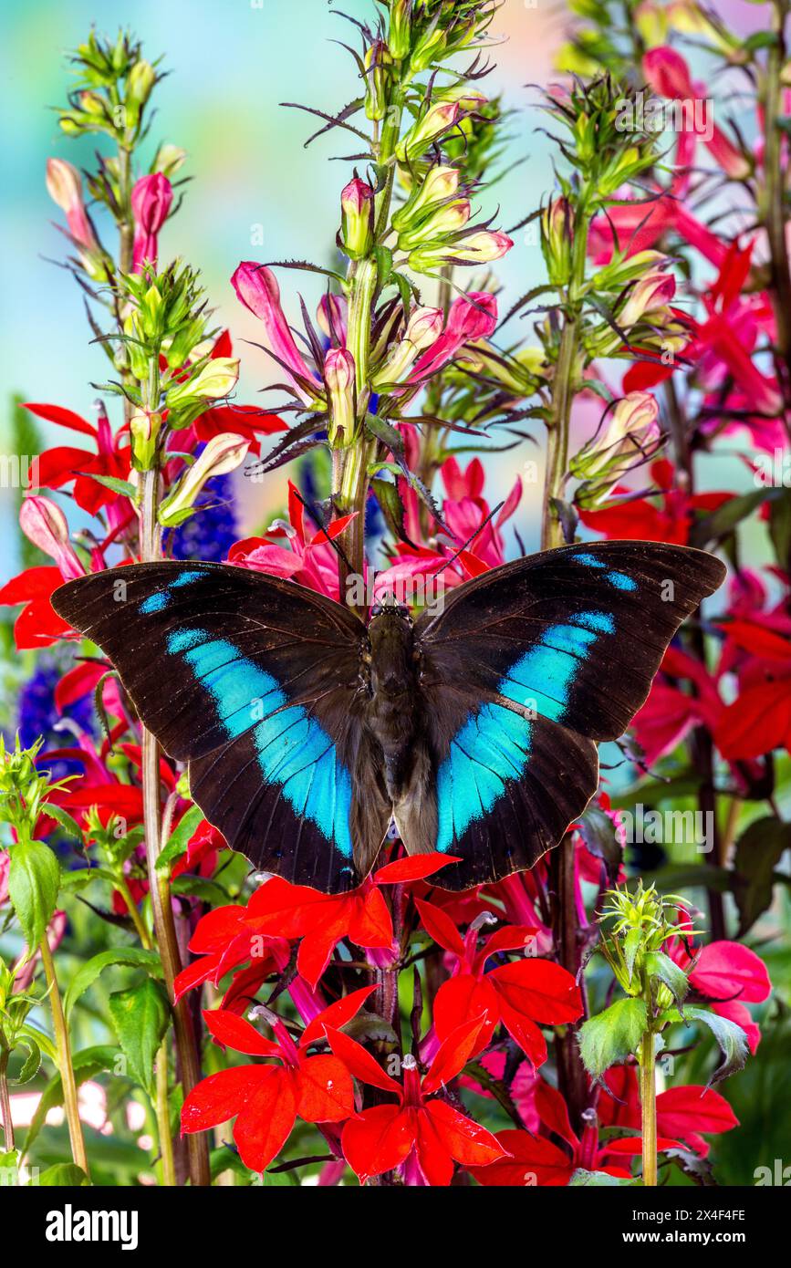 USA, Washington State, Issaquah. Butterfly on flowers Stock Photo - Alamy