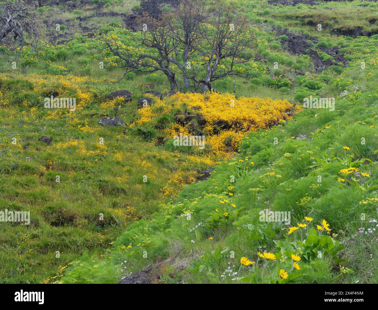 Old oak tree in field of wildflowers Stock Photo - Alamy