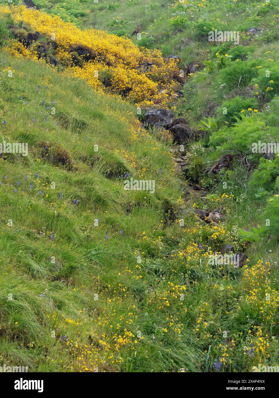 Surrounded by wildflowers hi-res stock photography and images - Alamy