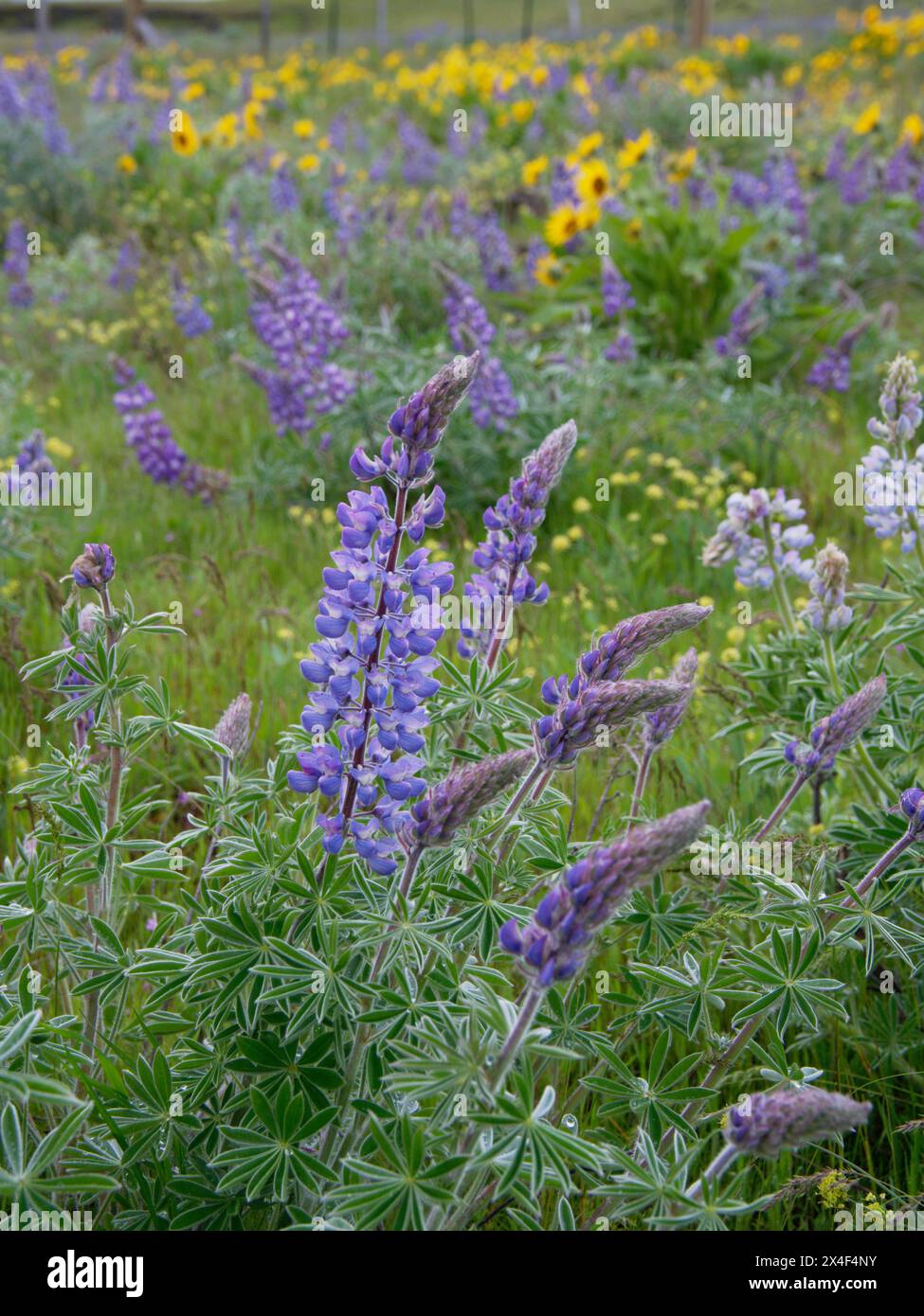Spring wildflowers in full bloom on Dalles Mountain in Columbia Hills ...
