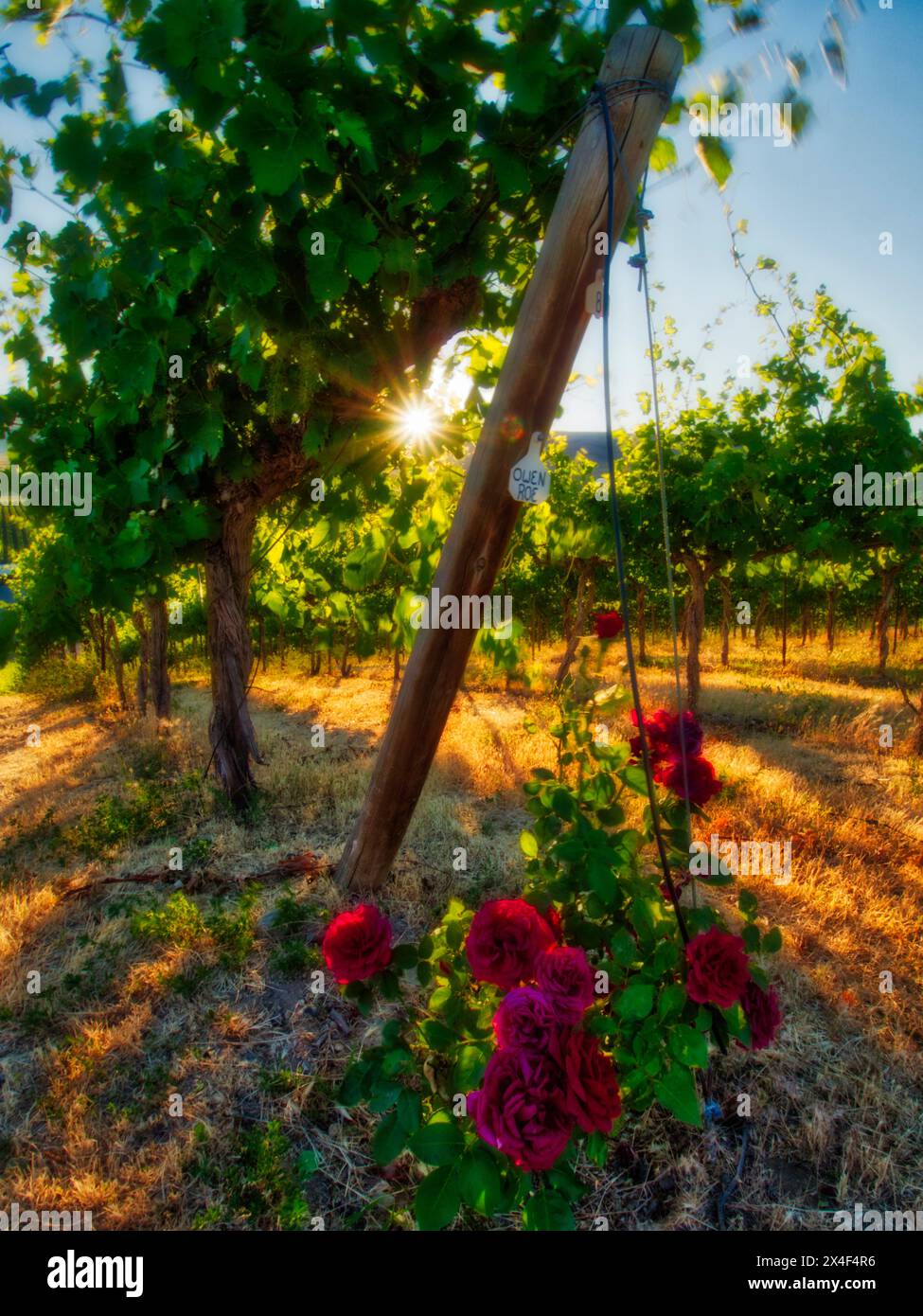 Bright sunlight streaming through the grape vines lined with pink roses ...