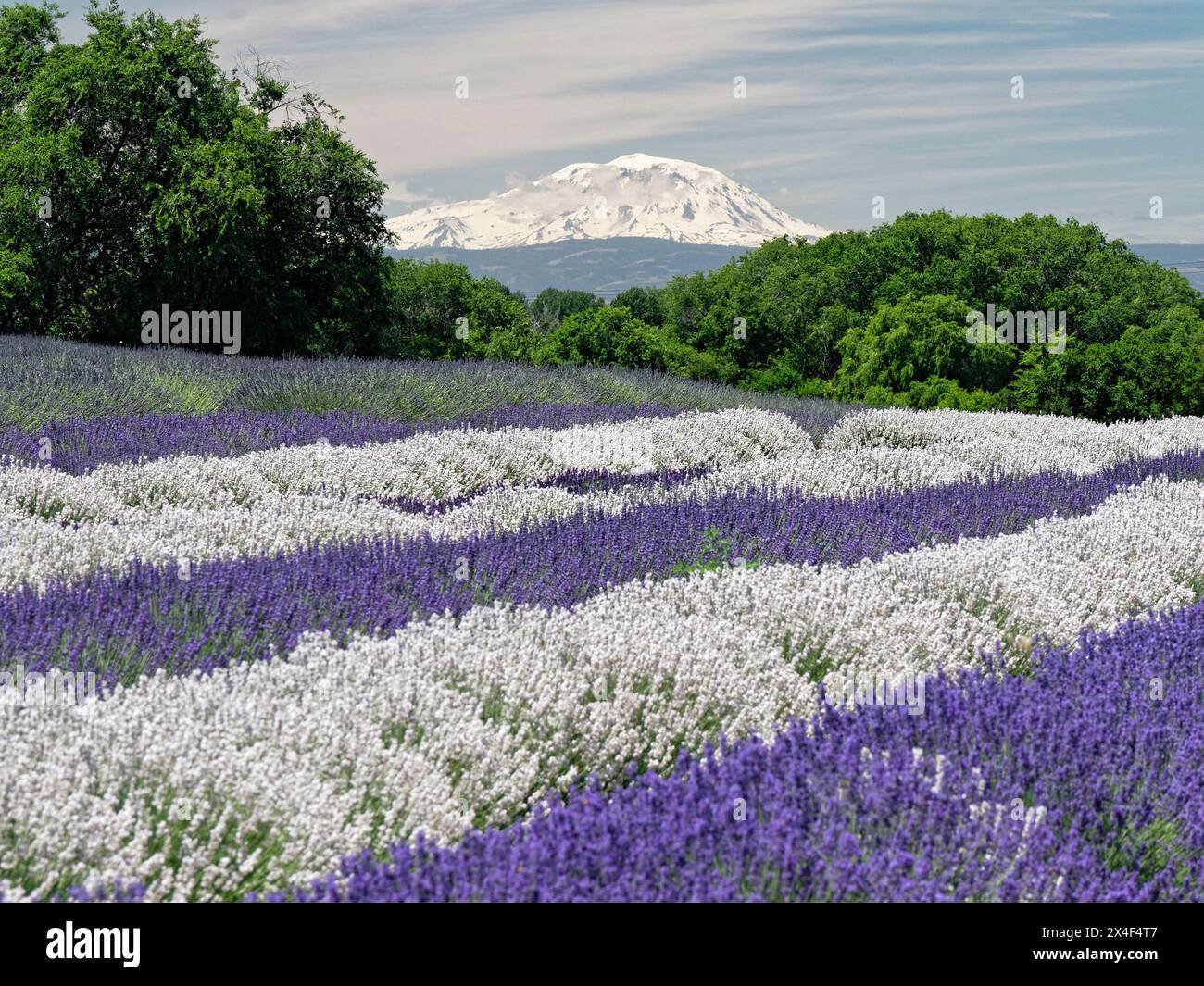 Lavender fields near the town of Zillah and a view of Mt. Adams Stock ...