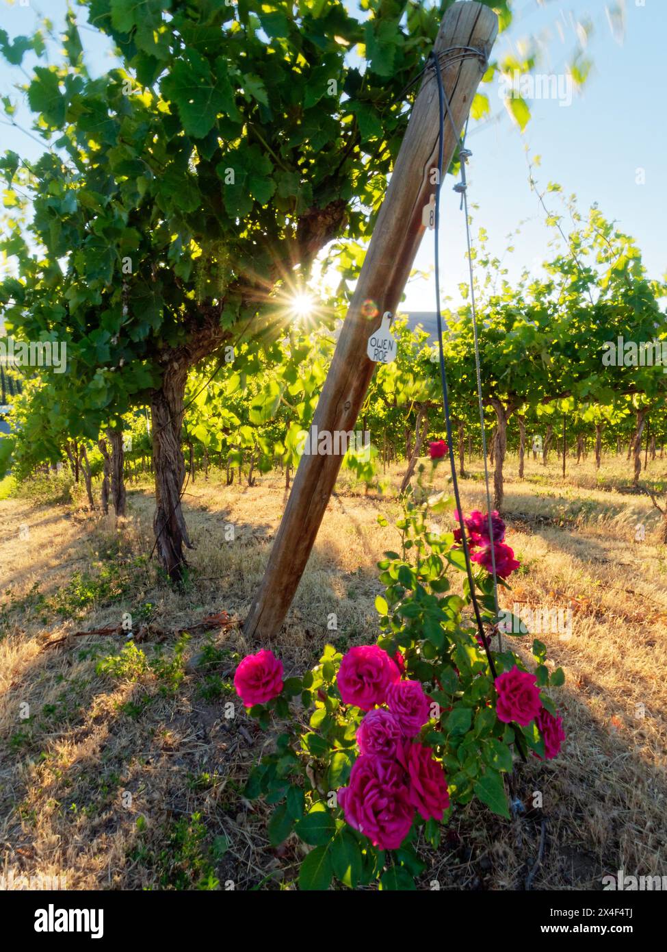Bright sunlight streaming through the grape vines lined with pink roses ...