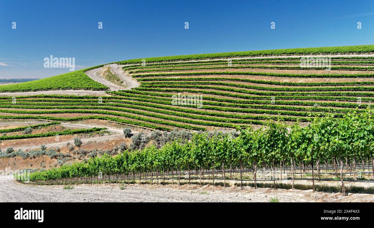 An extraordinary vineyard of beauty and scope carved out of a steep ...