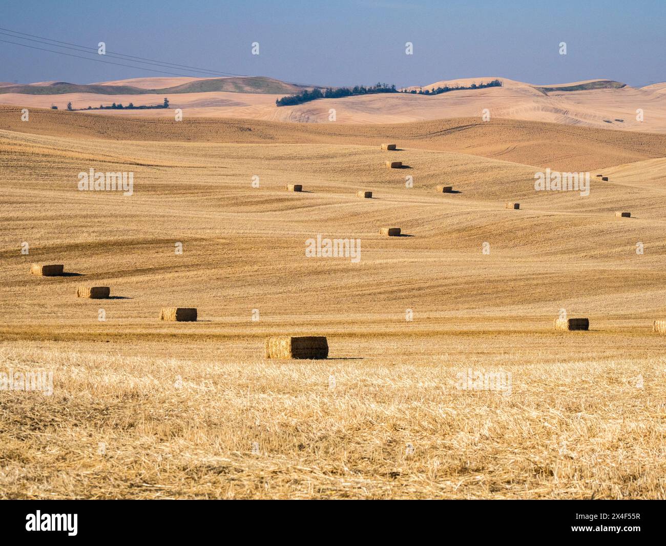 Large cut field of wheat and bales at harvest time Stock Photo - Alamy