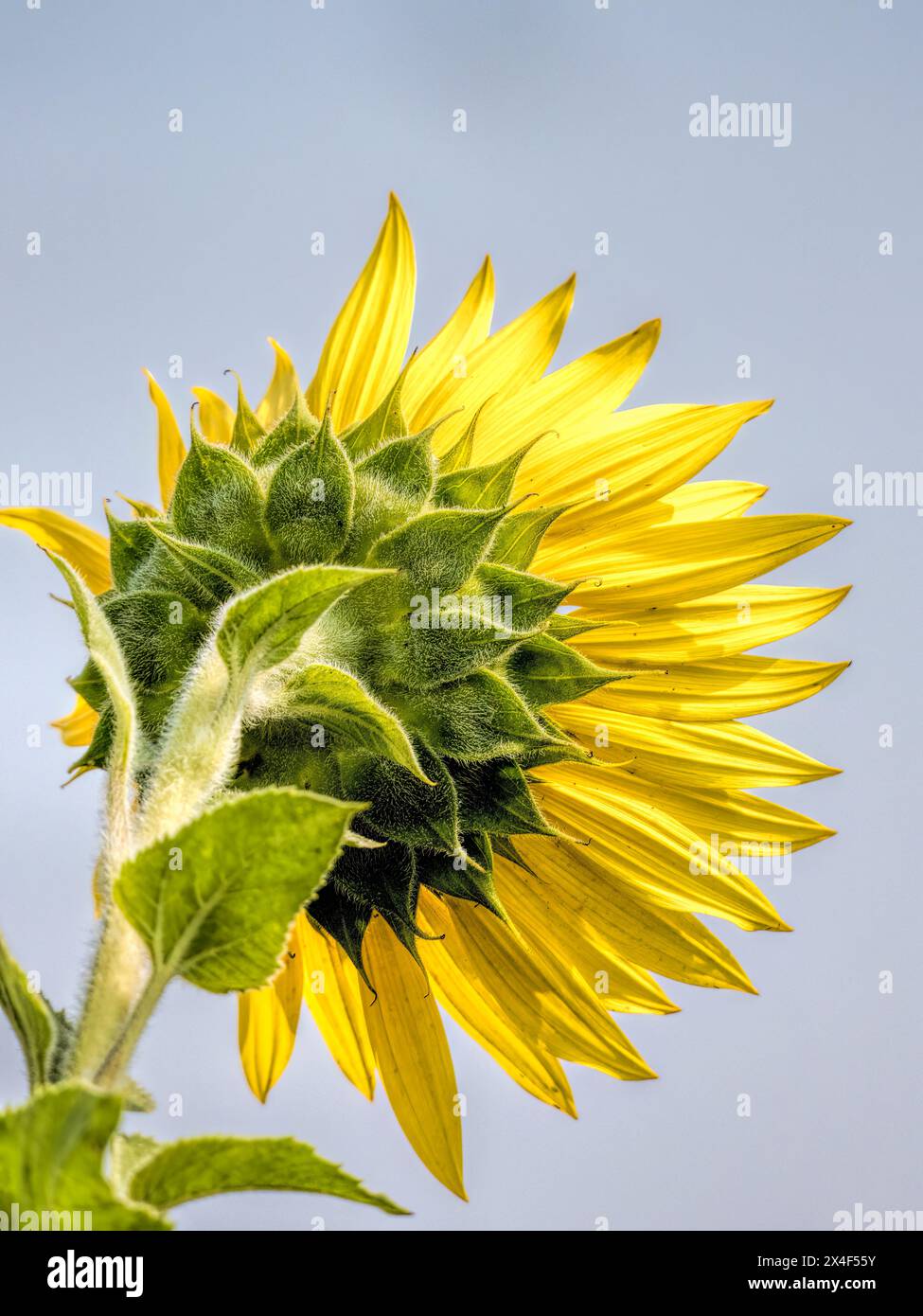 Back of sunflower hi-res stock photography and images - Alamy